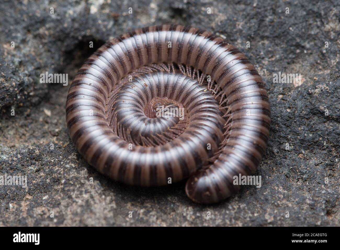 The chitinous exoskeleton of an insect hi-res stock photography and ...