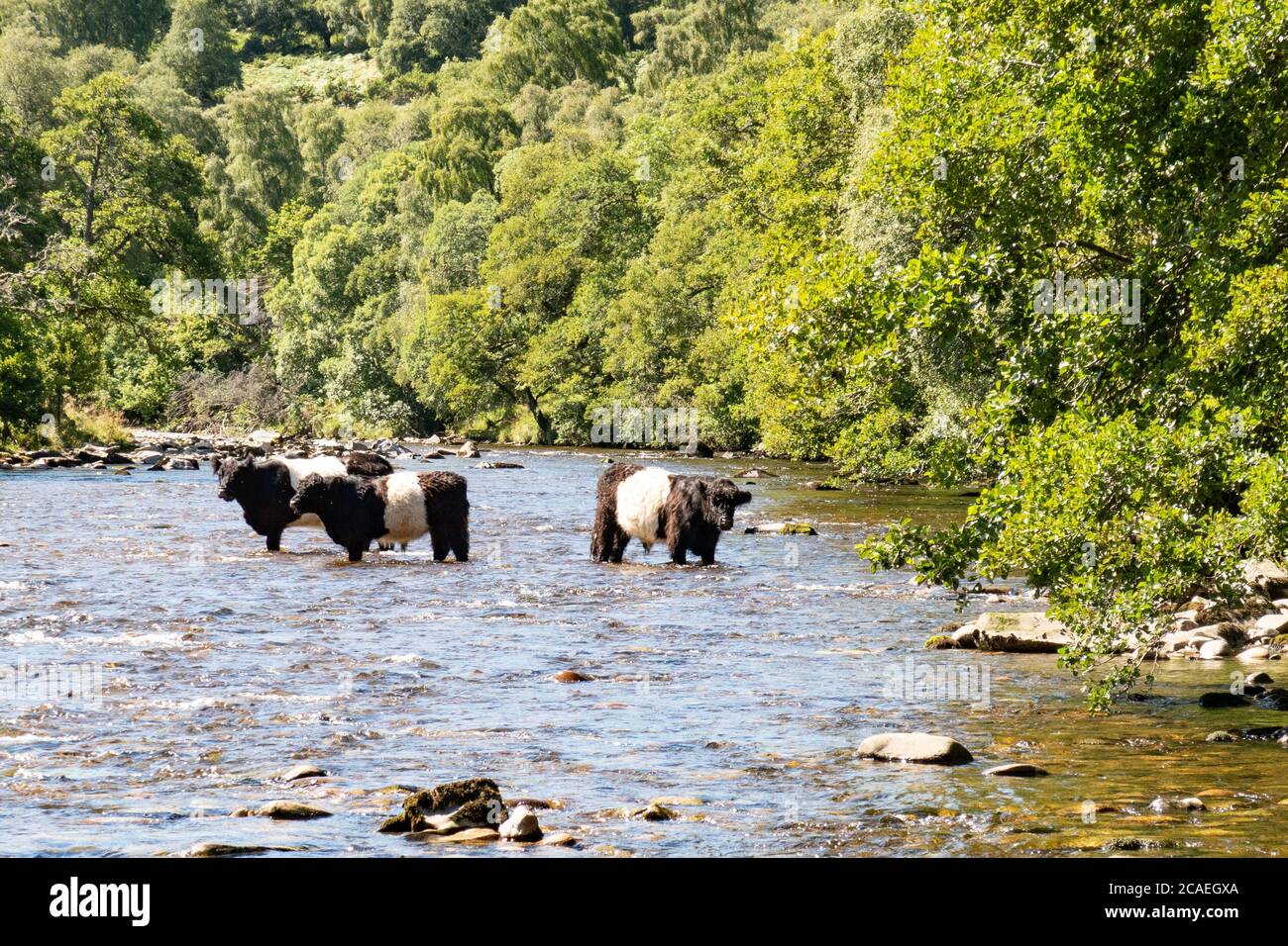 Cooling down animals hi-res stock photography and images - Alamy