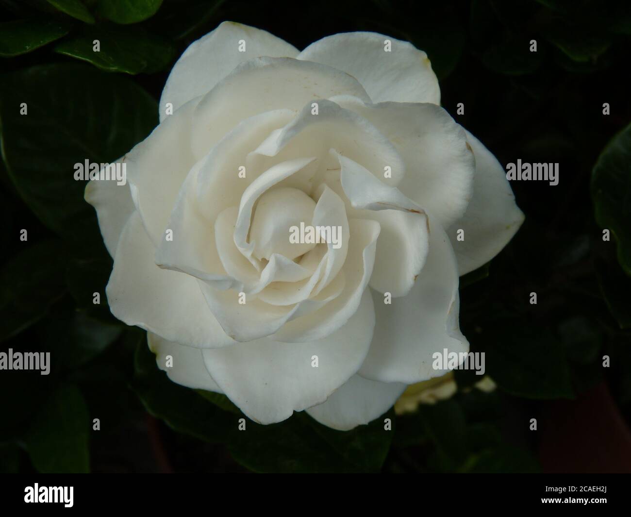 Closeup shot of a cute rose under the sunlight Stock Photo - Alamy