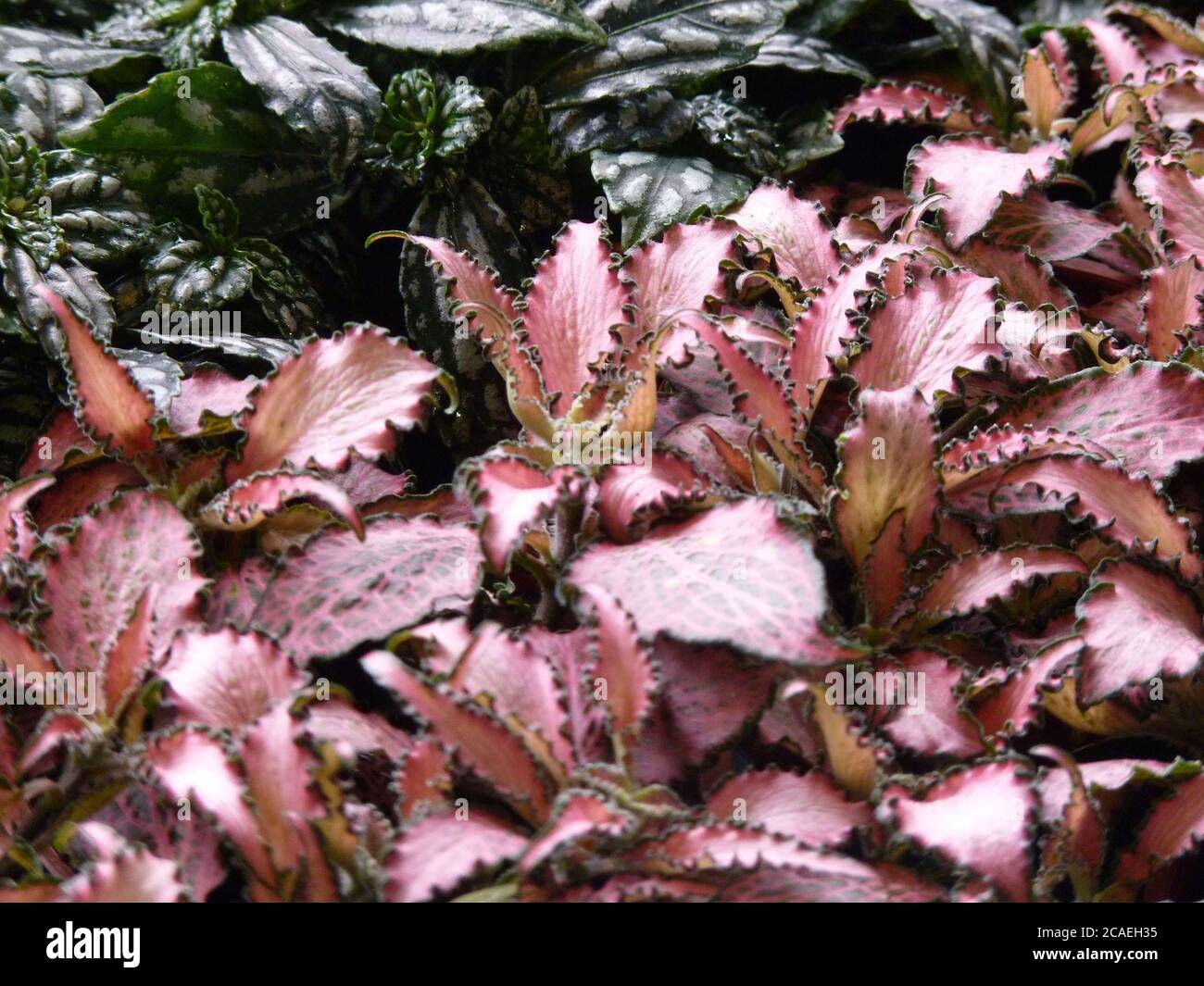 Shallow focus closeup shot of purple Fittonia flowers in a garden Stock ...