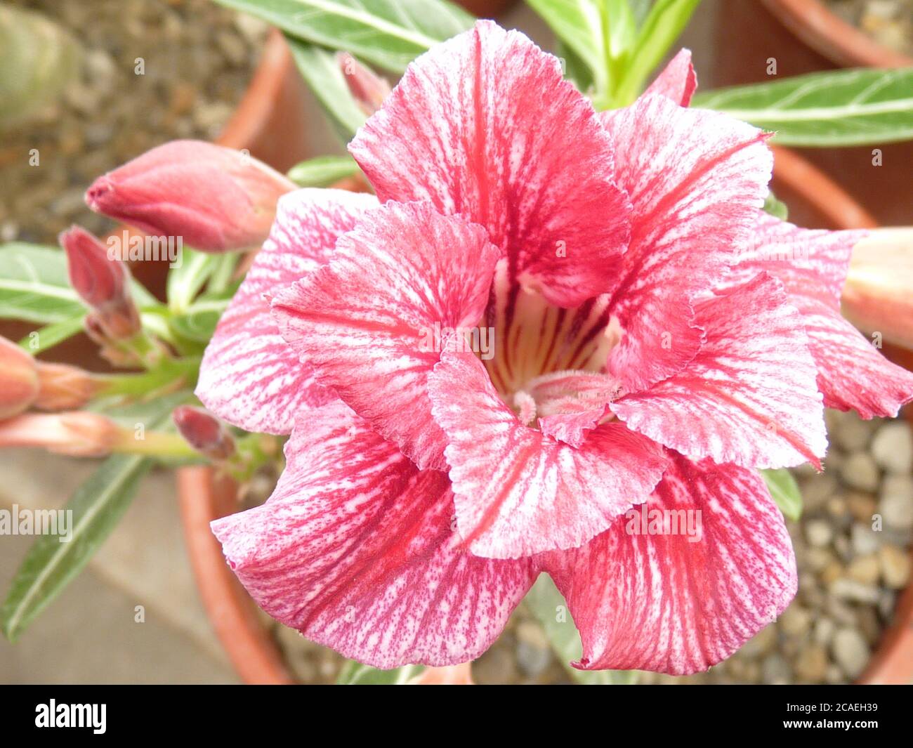 Shallow focus closeup shot of a pink Adenium flower in a garden Stock ...