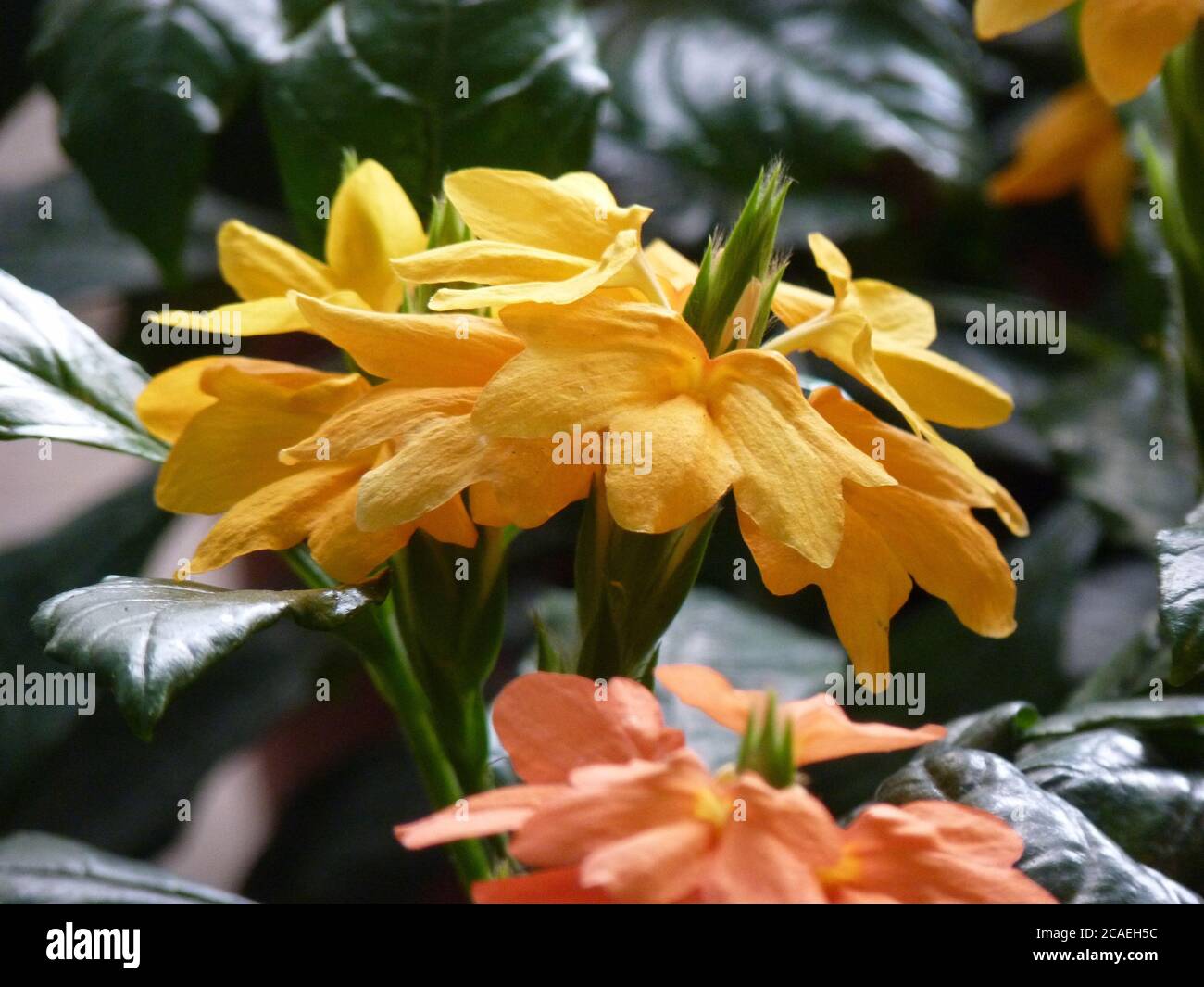 Beautiful crossandra flowers hi-res stock photography and images - Alamy