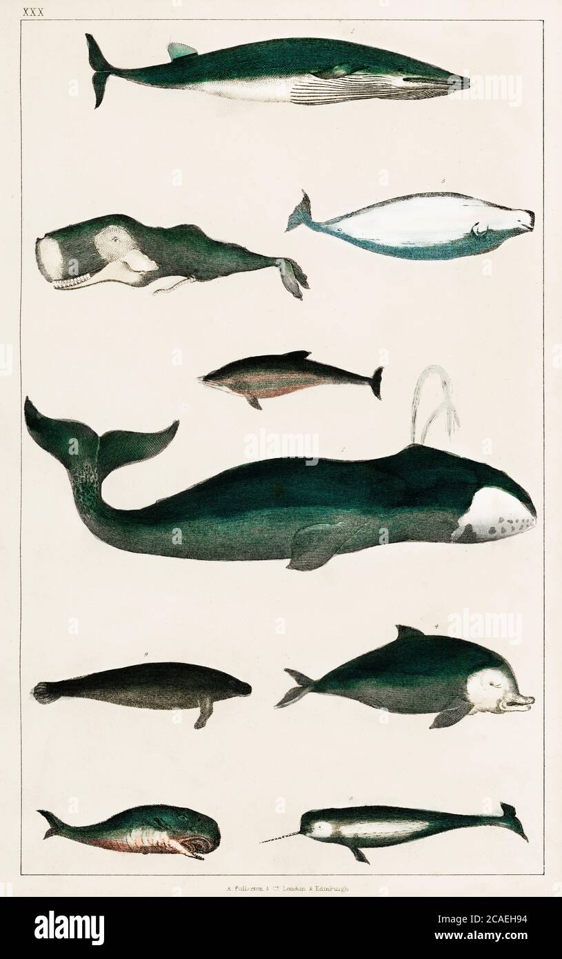 Whales history hi-res stock photography and images - Alamy