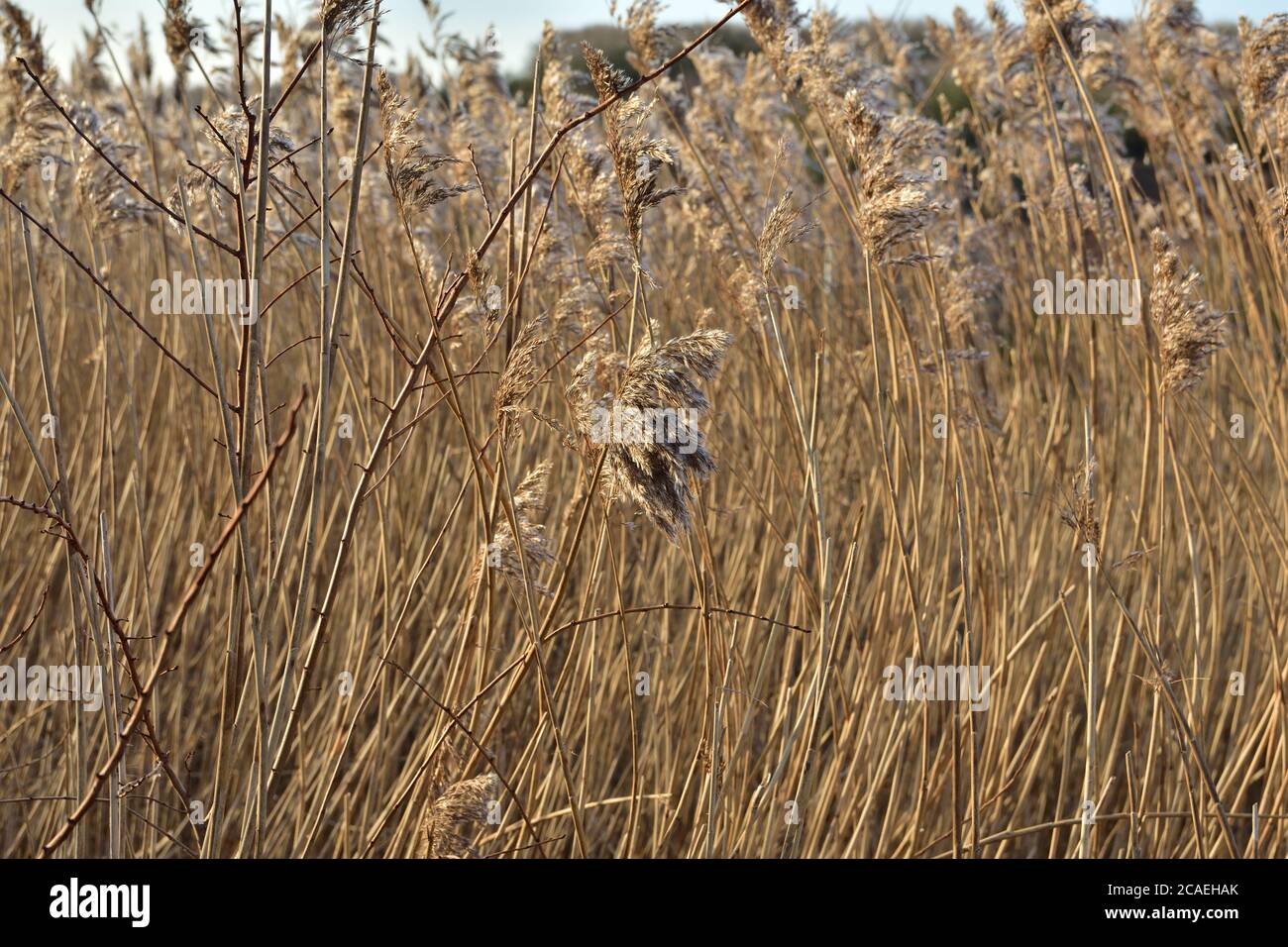 Dry reed hi-res stock photography and images - Alamy