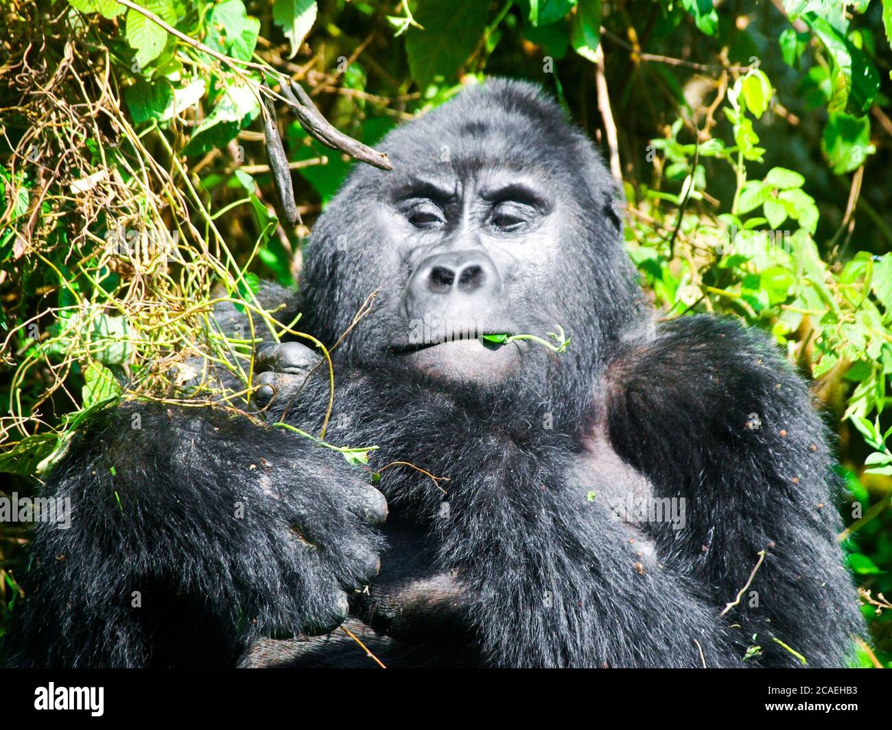 Silverback guhonda hi-res stock photography and images - Alamy