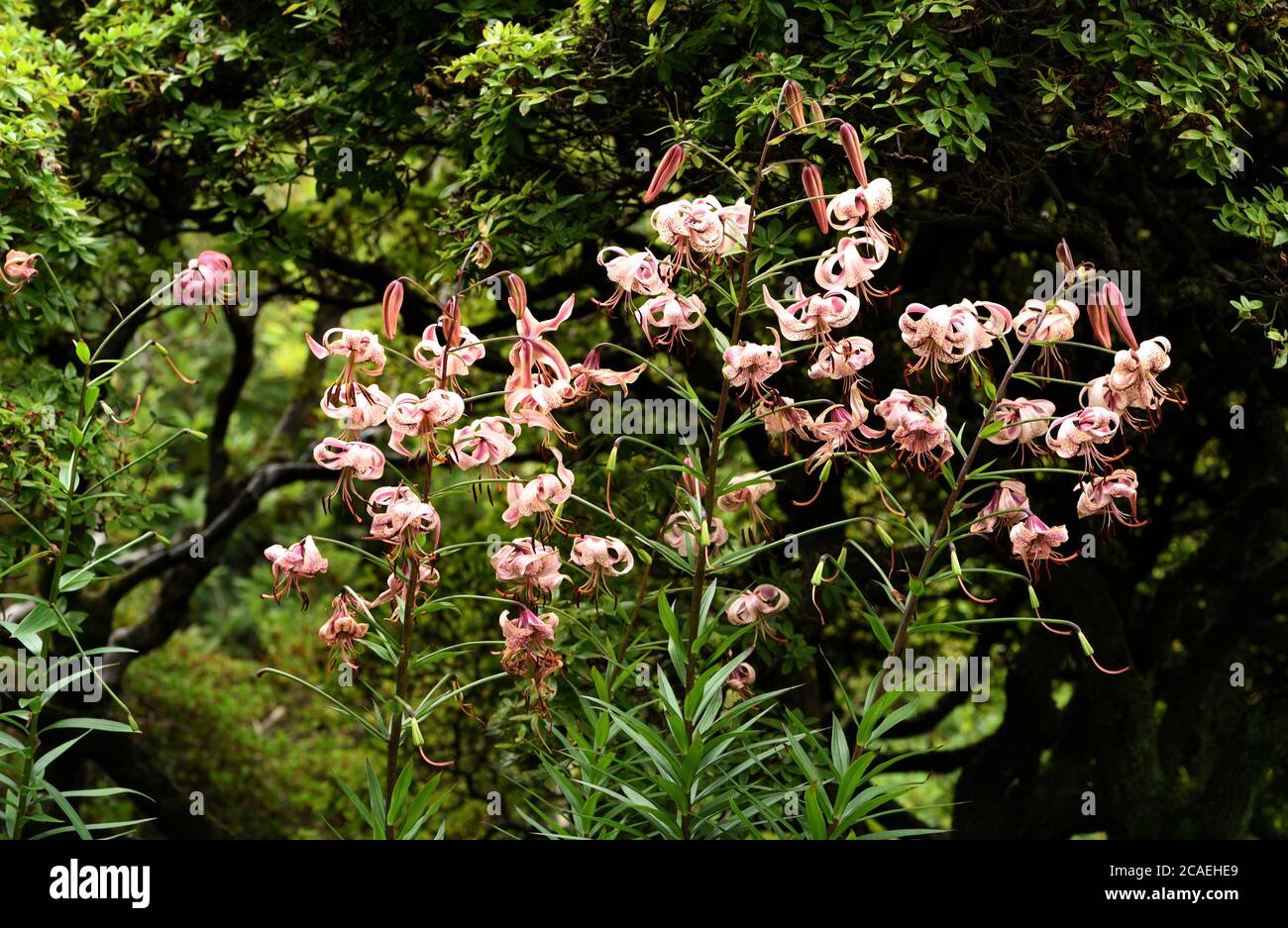 A cluster of pink flowers of a Marie North lily Stock Photo - Alamy