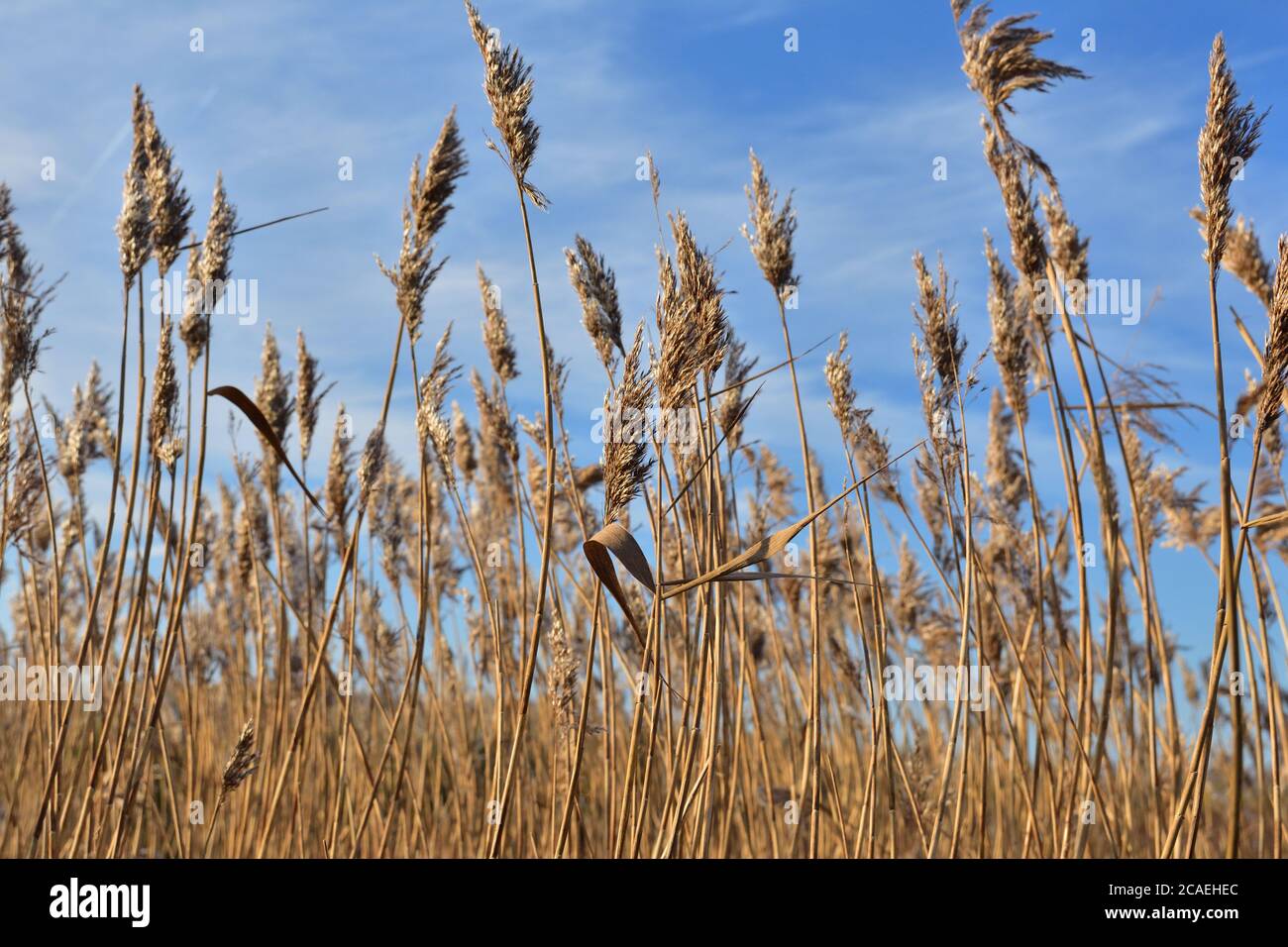 Dry reed stalks against the background of blue sky. Depth of field ...