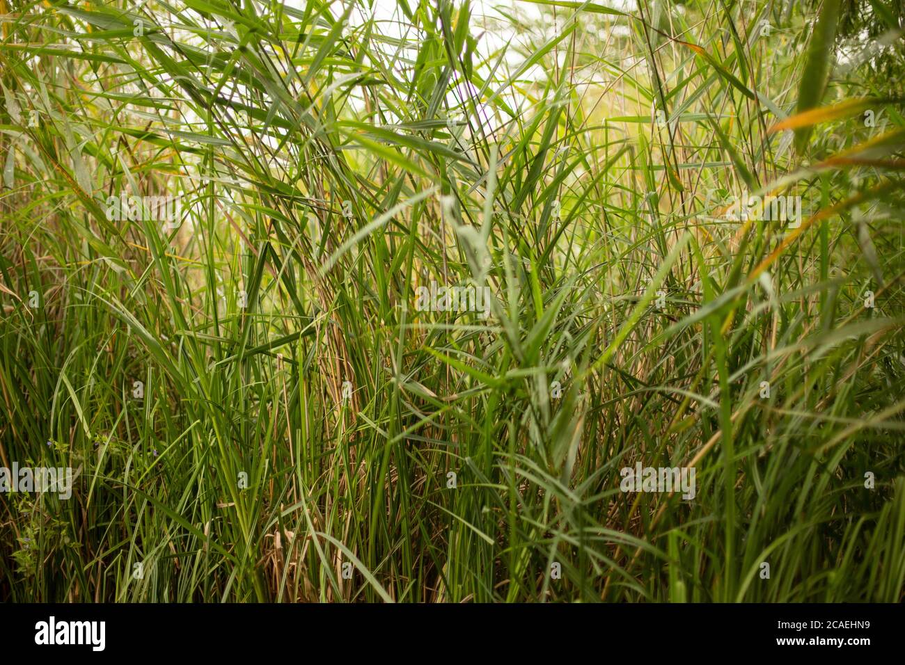 Growing grass on the ground - good for wallpapers Stock Photo - Alamy
