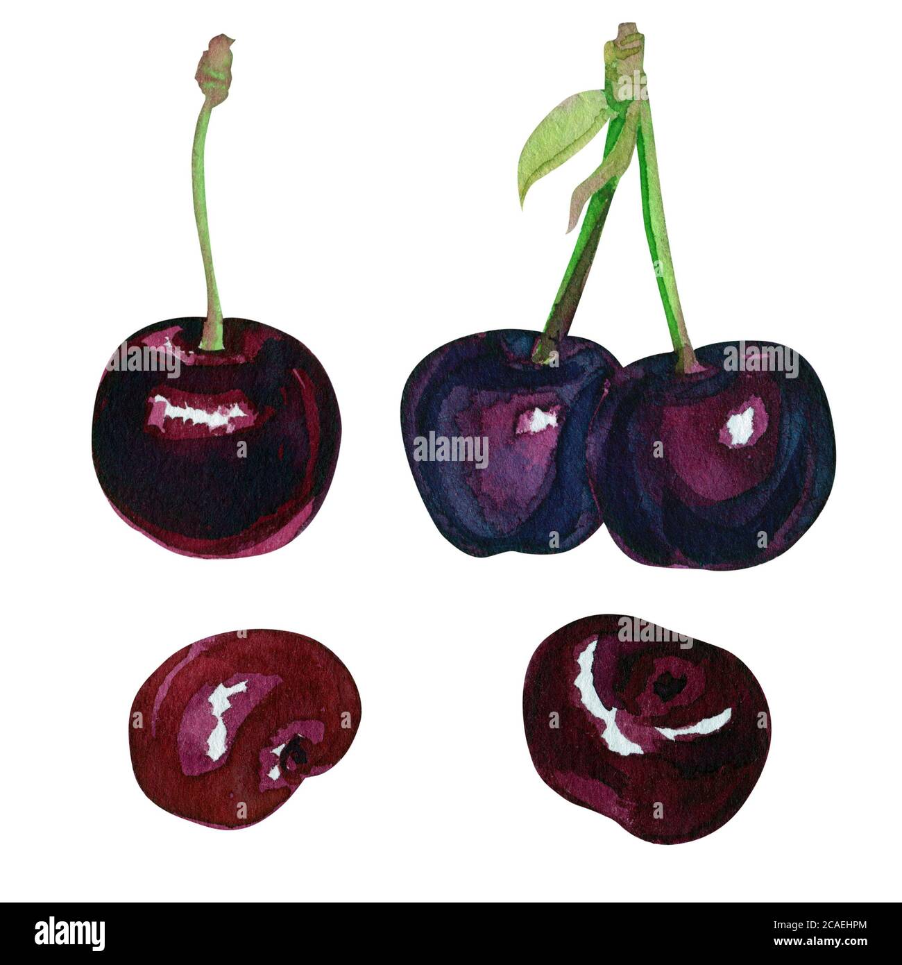 Hand painted cherries botanical illustration Stock Photo - Alamy