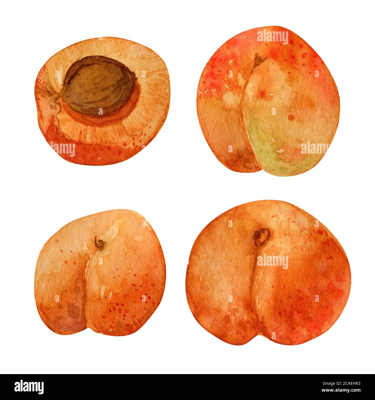 Hand painted apricot botanical illustration Stock Photo - Alamy