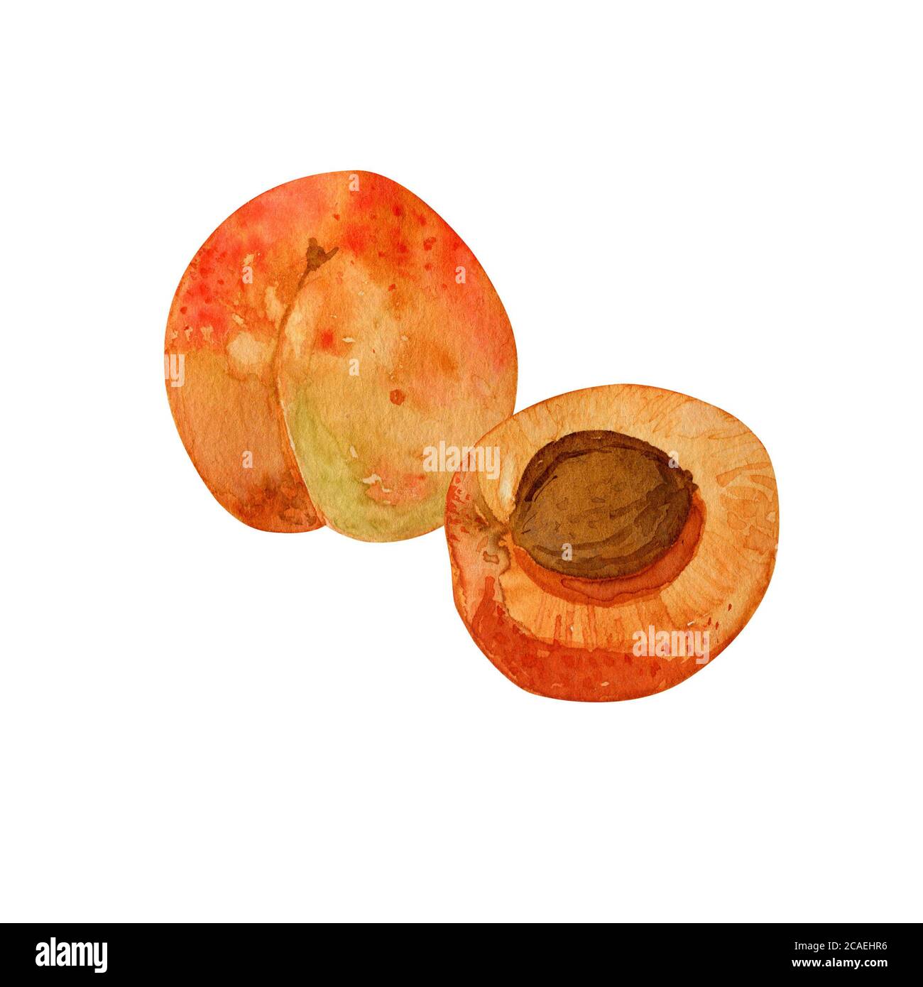 Hand painted apricot botanical illustration Stock Photo - Alamy