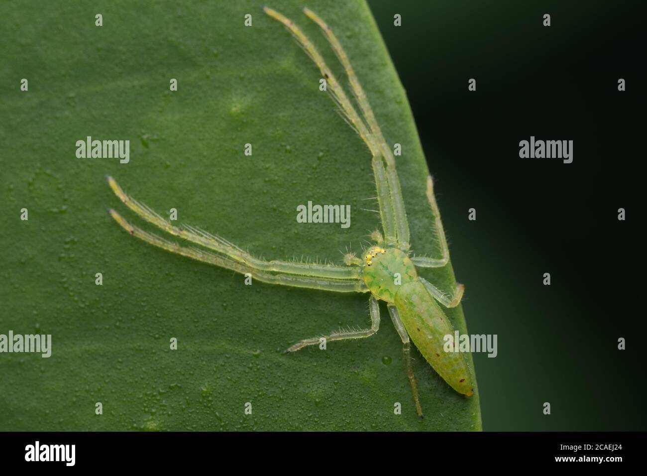 Translucent crab spider (Oxytate virens) Thomisidae showing full body ...