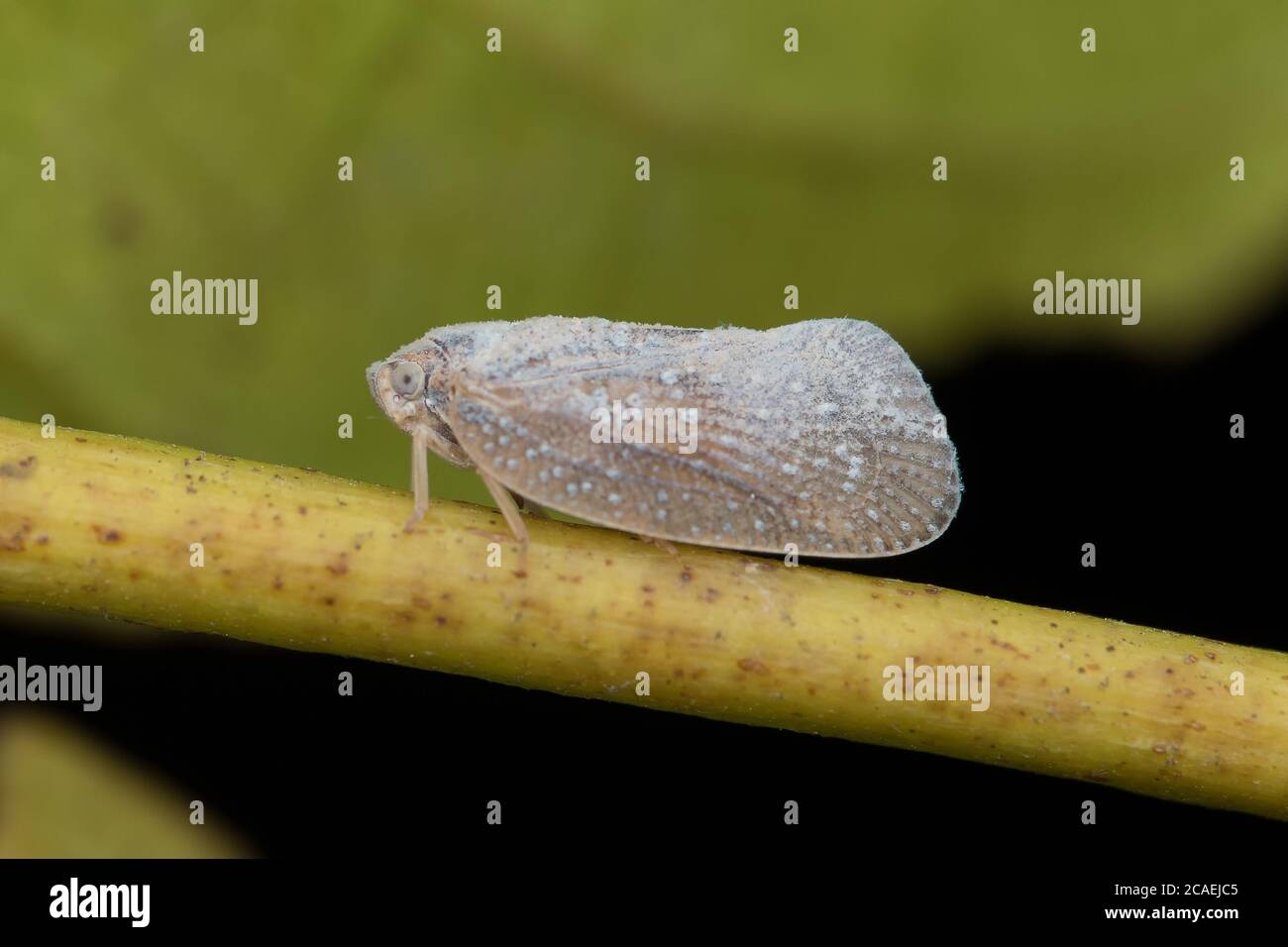 White planthopper sitting on a twig at night Stock Photo - Alamy