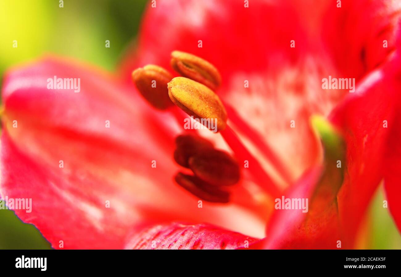 Pistil part of flower hi-res stock photography and images - Alamy