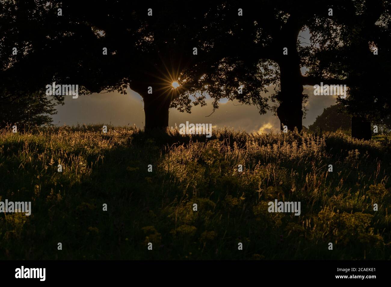 Sunlight coming through trees hi-res stock photography and images - Alamy