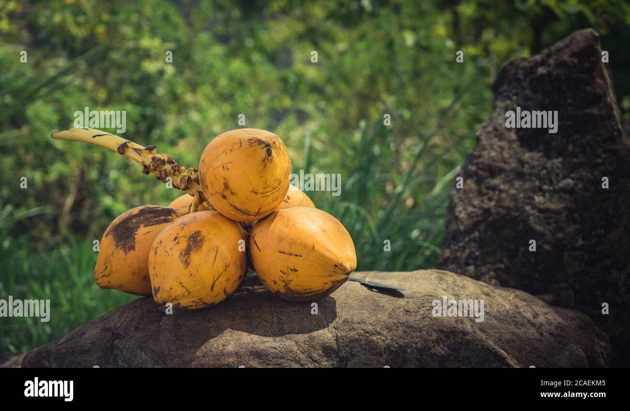 fresh yellow orange coconut fruits on a rock in the jungle. almost ...