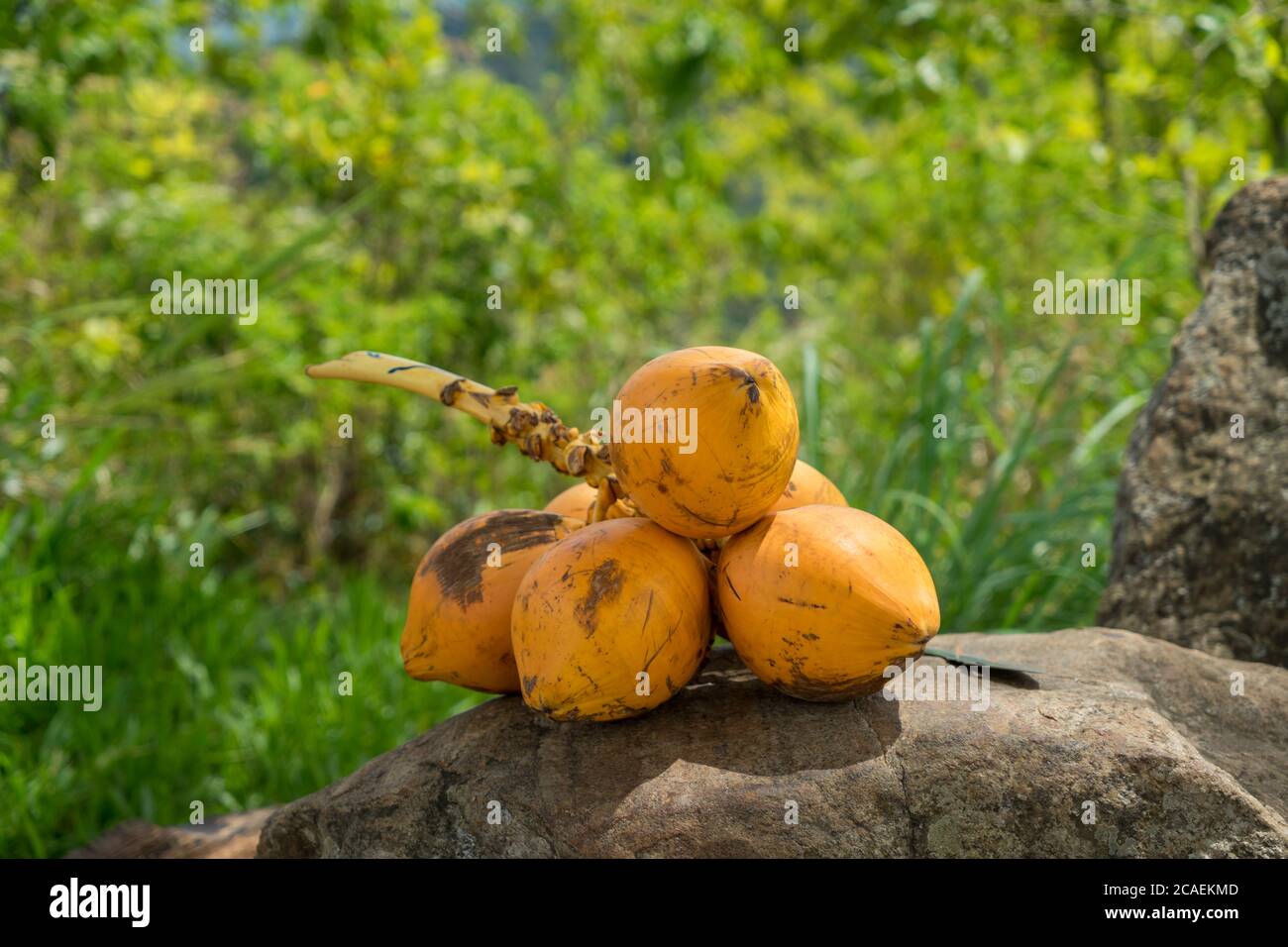 fresh yellow orange coconut fruits on a rock in the jungle. almost ...