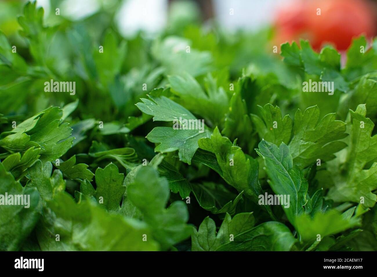 Parsley detail leaves hi-res stock photography and images - Alamy