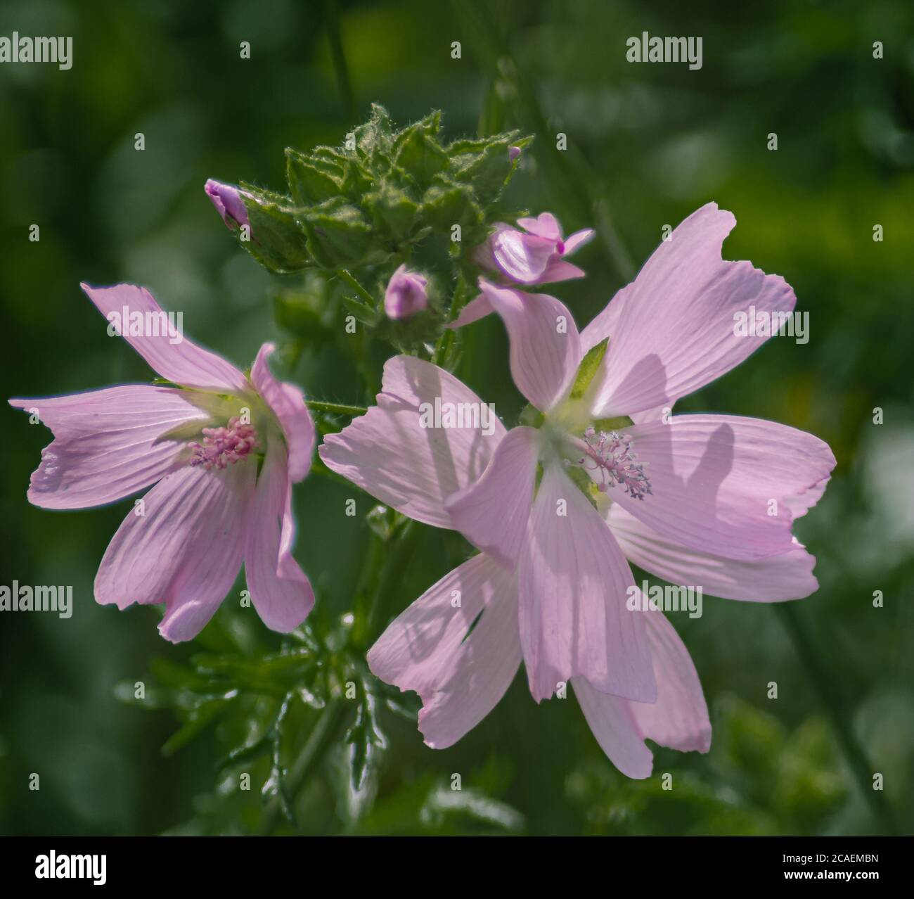 Mallow weed hi-res stock photography and images - Alamy