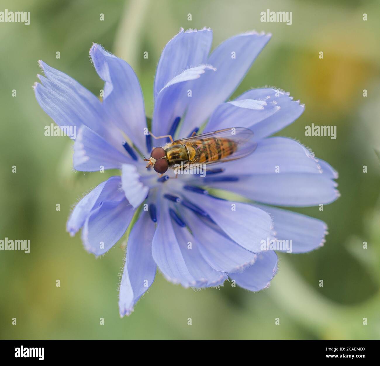 Bulé hi-res stock photography and images - Alamy