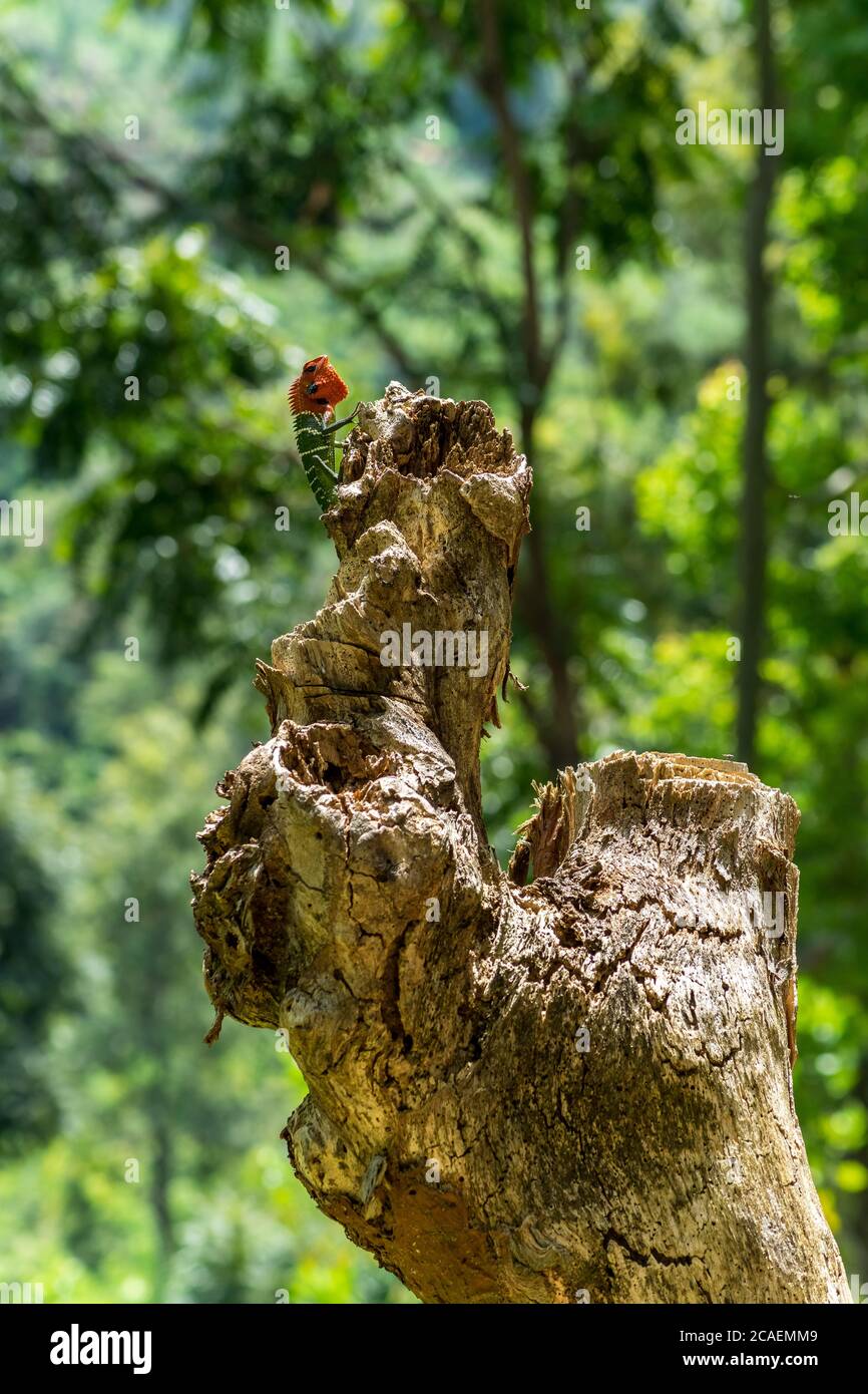 Red head lizard hi-res stock photography and images - Alamy