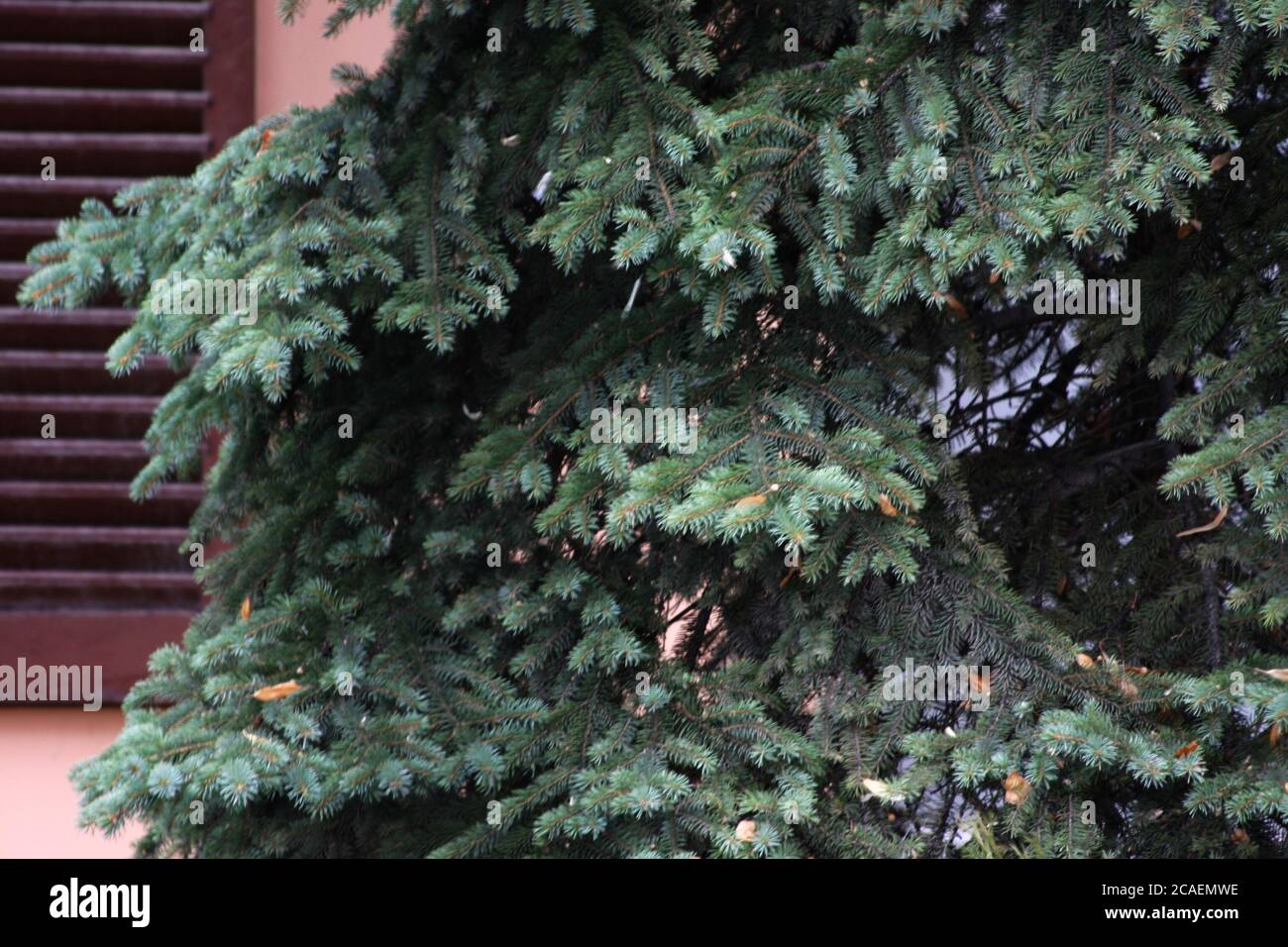 Nature, flowers and trees revived in spring Stock Photo - Alamy