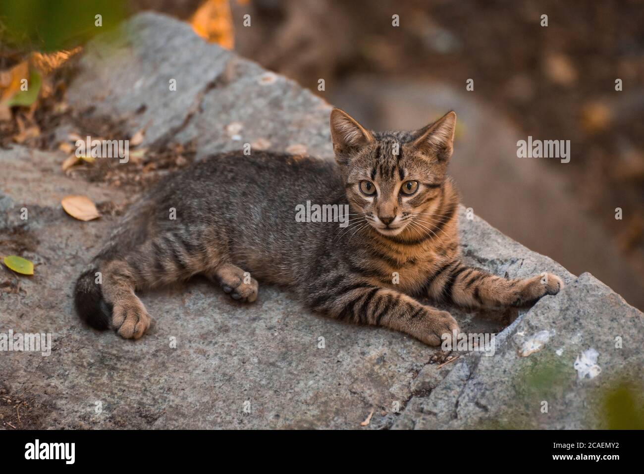 stray cat forest nature environment Stock Photo - Alamy