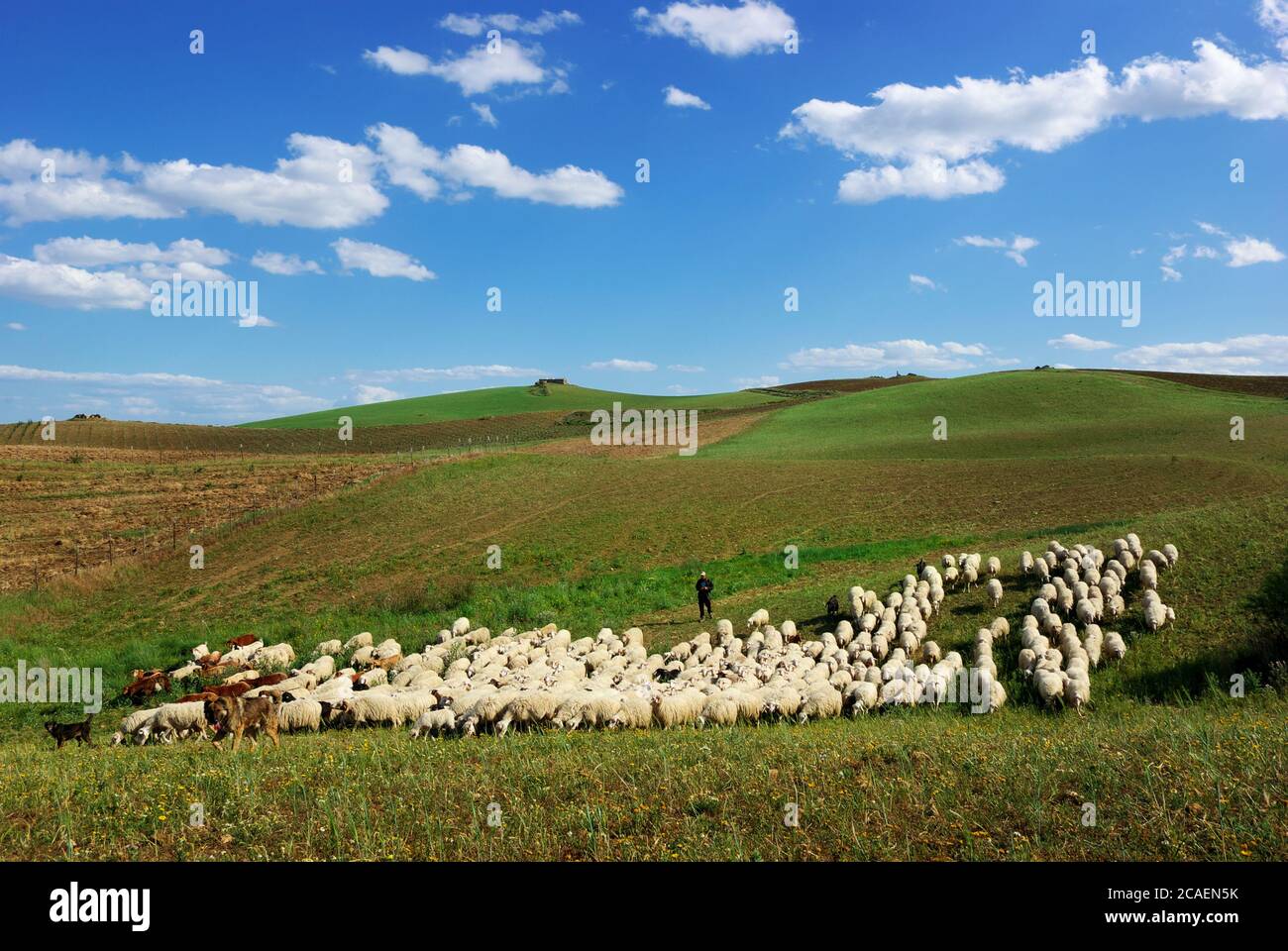 idyllic landscape of Sicily with hills covered of green grass and flock ...