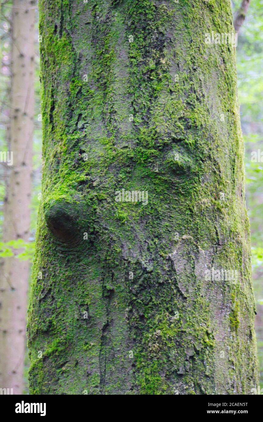 Wood face tree hi-res stock photography and images - Alamy