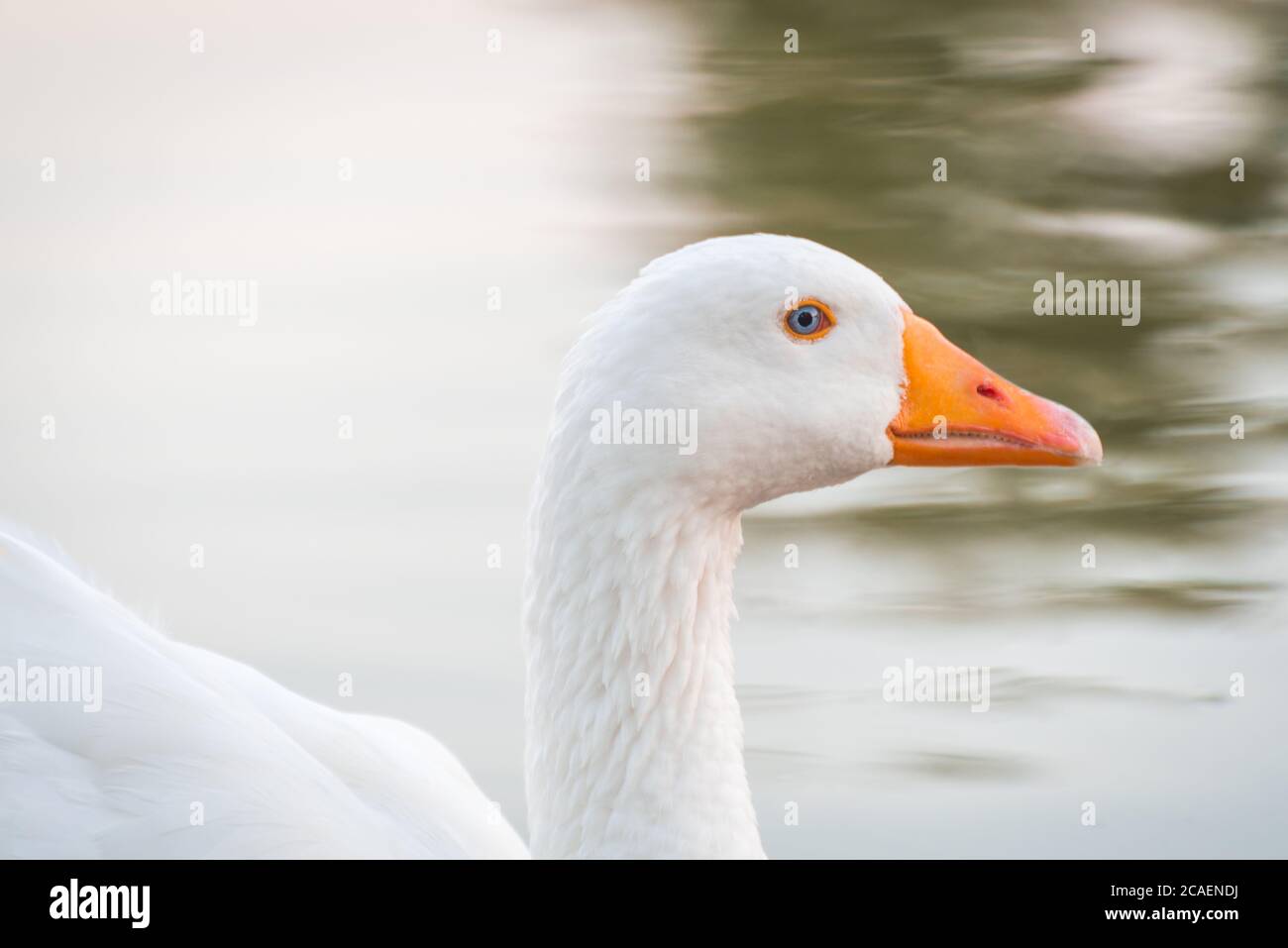White grey and brown feathered hi-res stock photography and images - Alamy