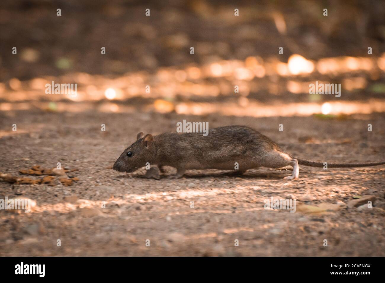 One rat hi-res stock photography and images - Alamy