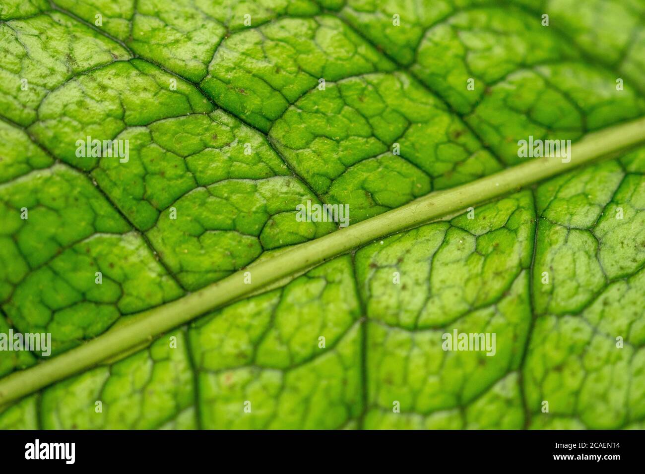 a close up abstract image of the veins and stem of a green plant leaf ...