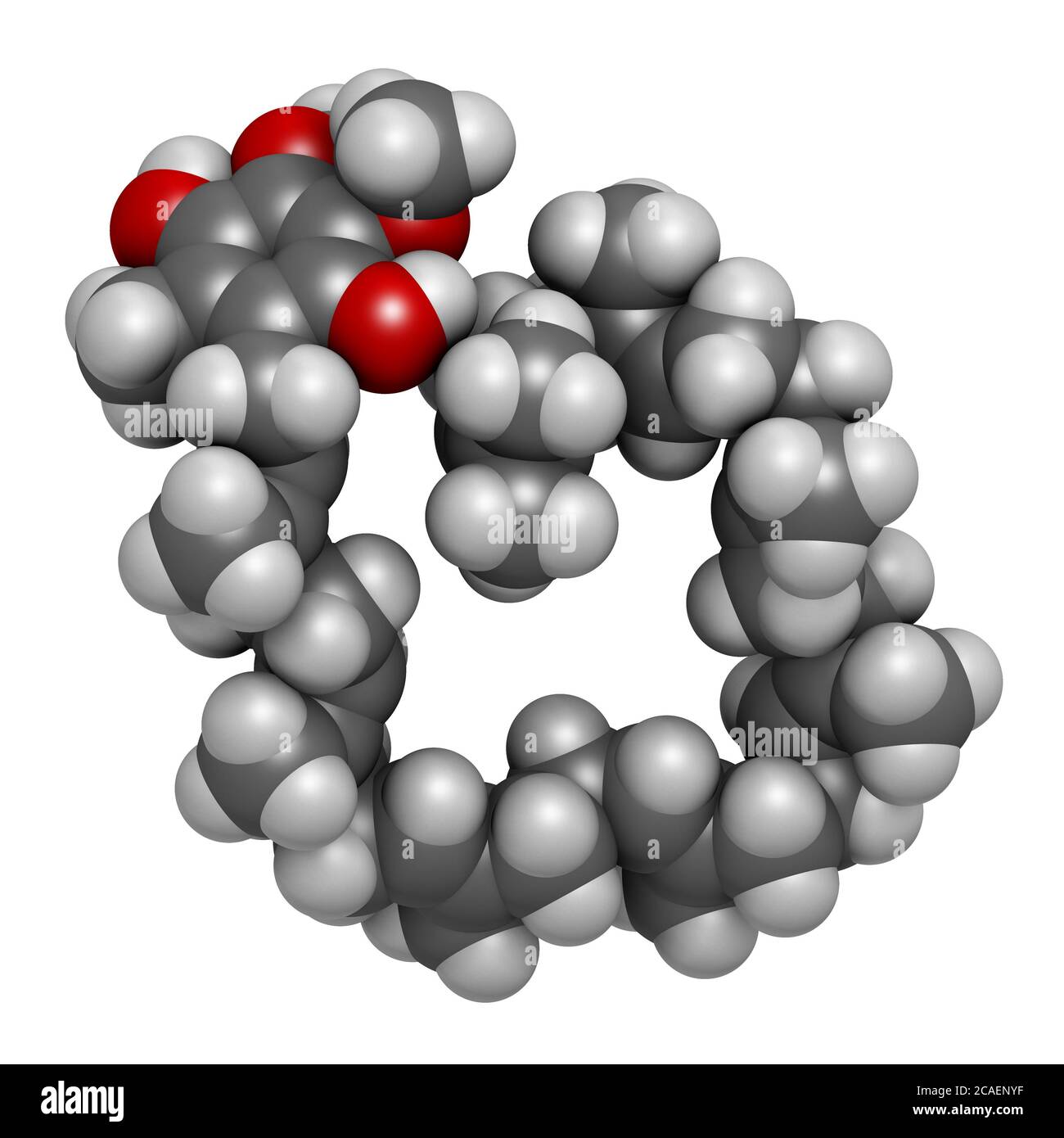Ubiquinol molecule. Reduced form of coenzyme Q10. 3D rendering. Atoms ...