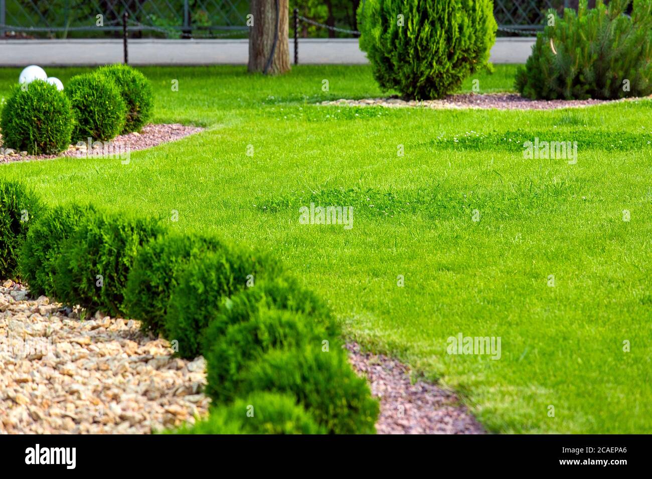 Landscaping of a backyard garden with a green lawn glade by evergreen ...
