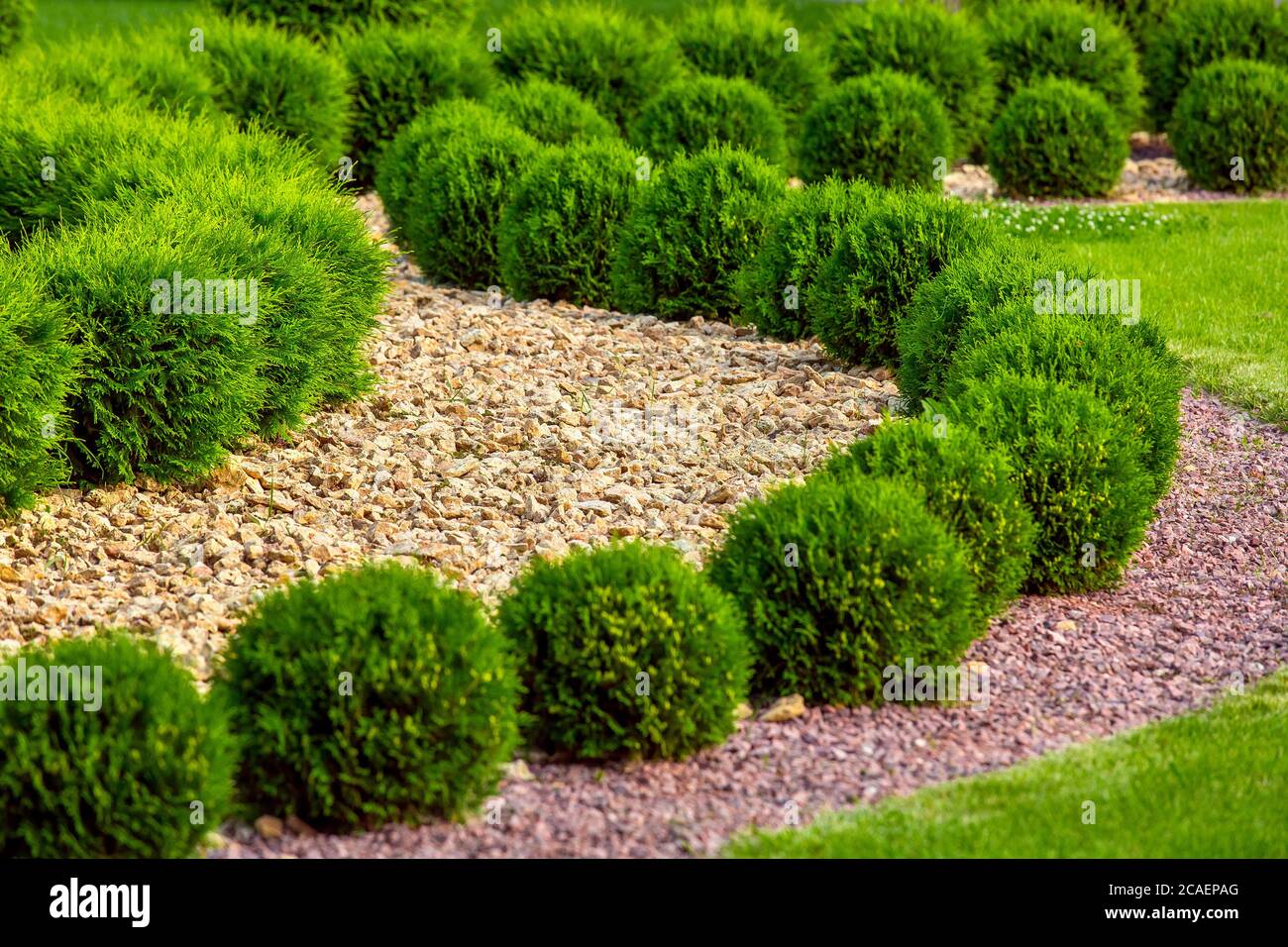 Landscaping of a backyard garden with wave ornamental growth cypress ...