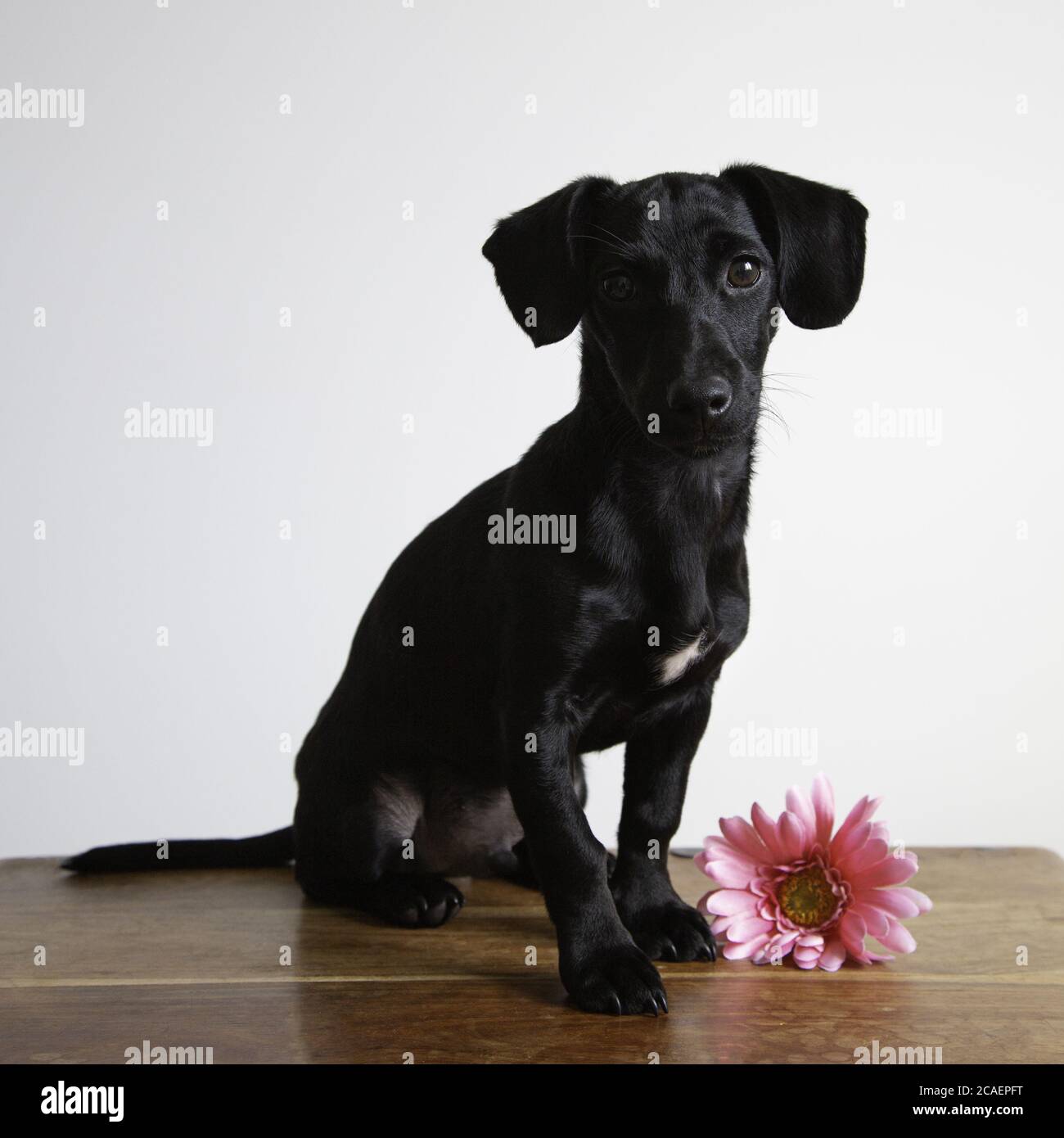 Golden retriever and husky sitting hi-res stock photography and images ...