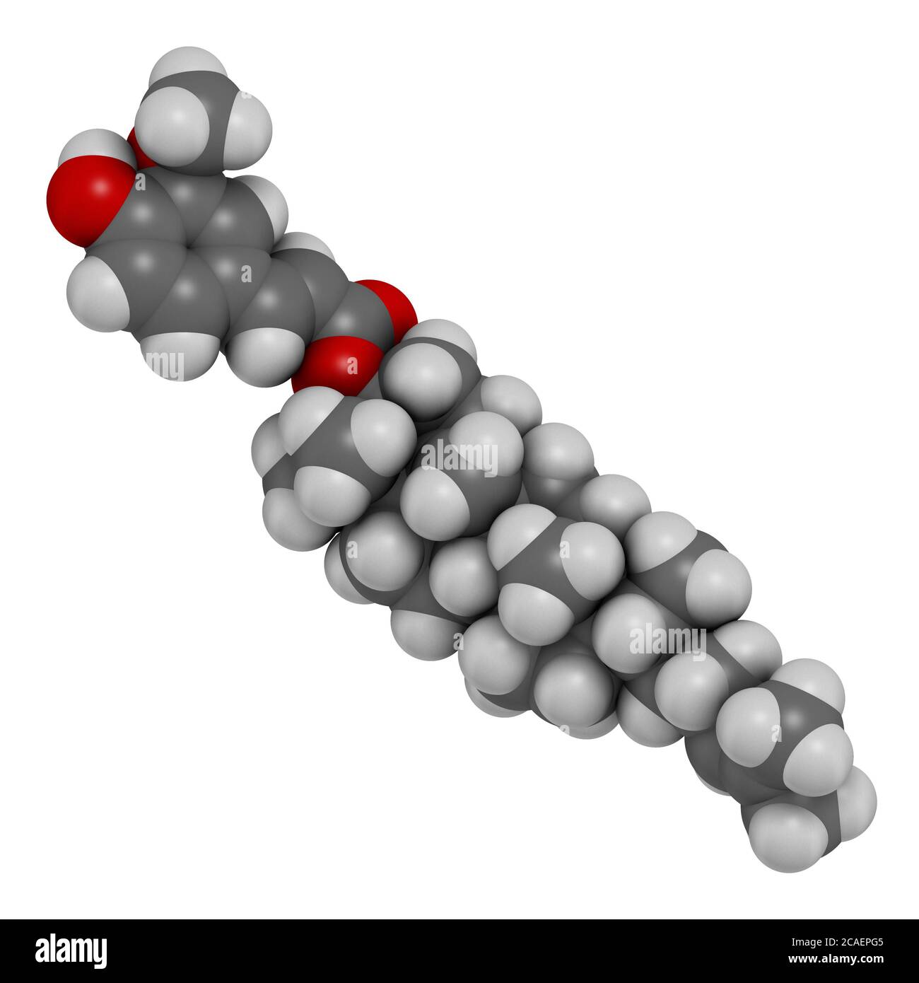 Cycloartenyl ferulate or oryzanol A molecule. Major component of gamma ...