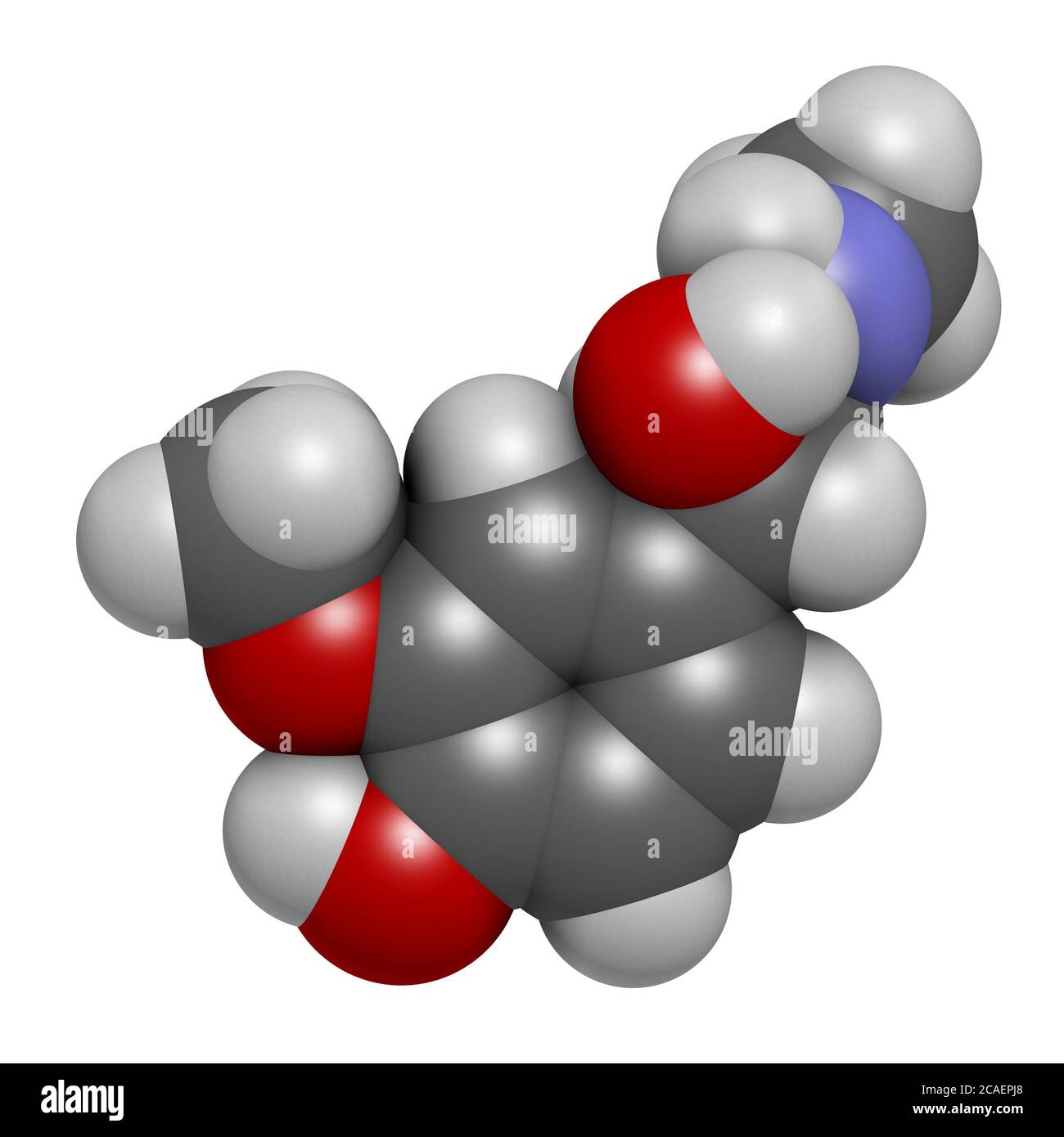 Metanephrine (metadrenaline) molecule. Metabolite of epinephrine that ...