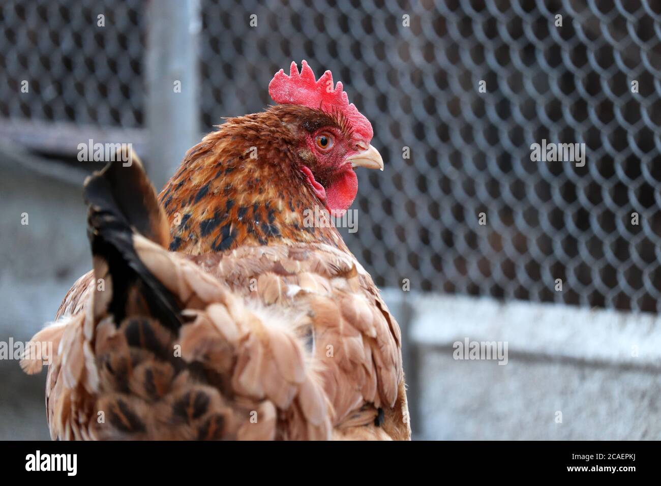 Chicken on the farm, poultry concept. Angry brown hen on wire mesh ...