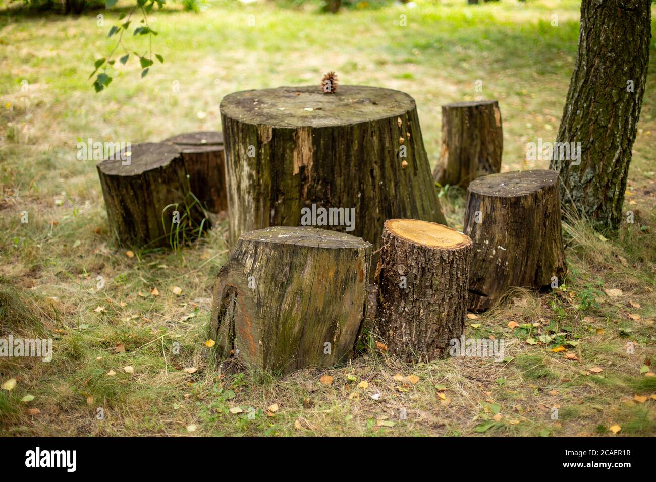 Chopped trees in the forest Stock Photo - Alamy