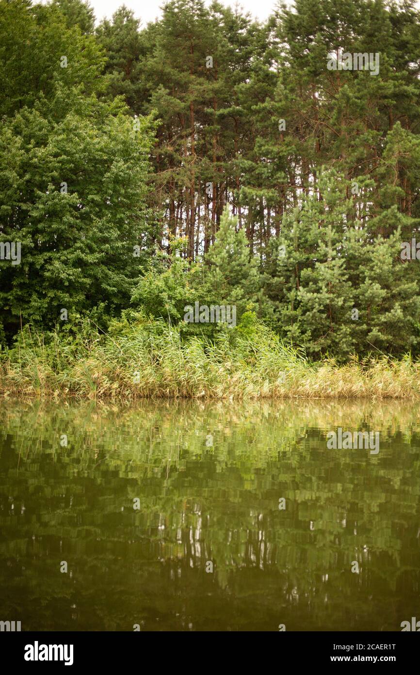 Lake surrounded by the beautiful trees in the forest Stock Photo - Alamy