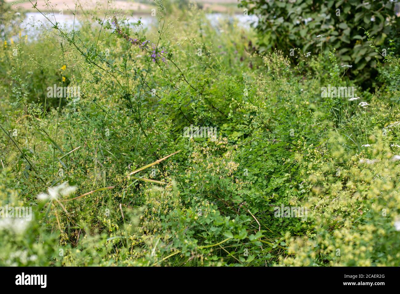 Growing grass on the ground - good for wallpapers Stock Photo - Alamy