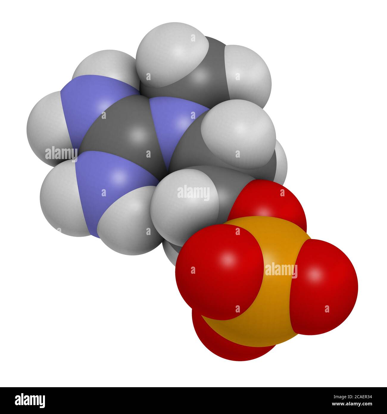 O muscle hi-res stock photography and images - Alamy