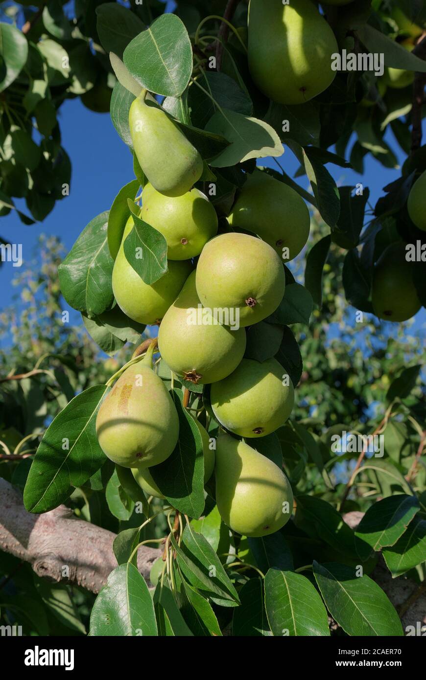tree with fruits pears on the branches are a traditional food of Sicily ...
