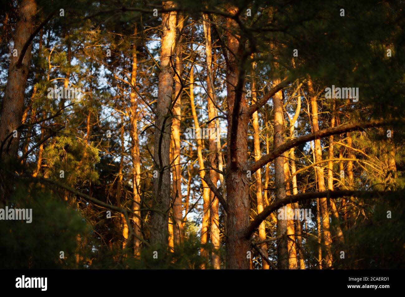 Tall beautiful trees in the forest - great for wallpapers Stock Photo ...