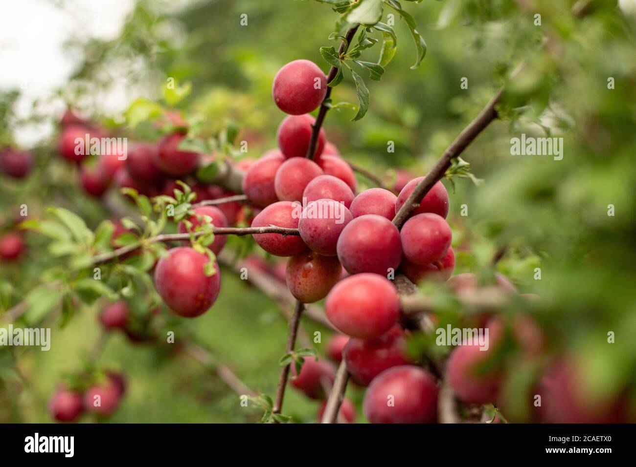 Sweet and delicious red plums growing on the tree branches Stock Photo ...