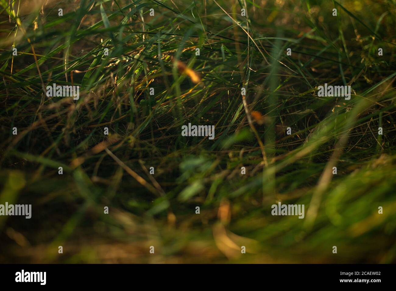 Growing grass on the ground - good for wallpapers Stock Photo - Alamy