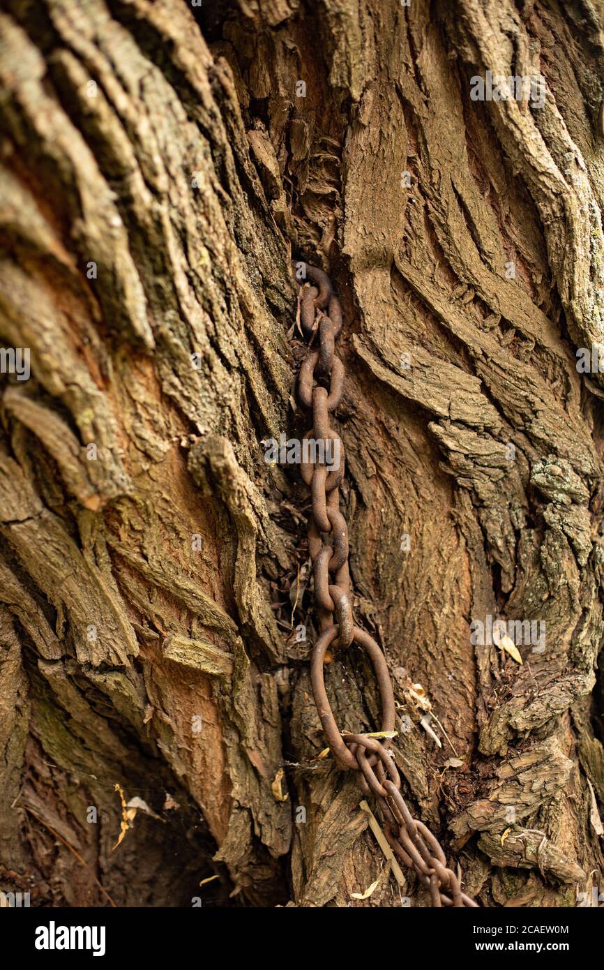 Thick metallic chain in the old and aged tree Stock Photo - Alamy