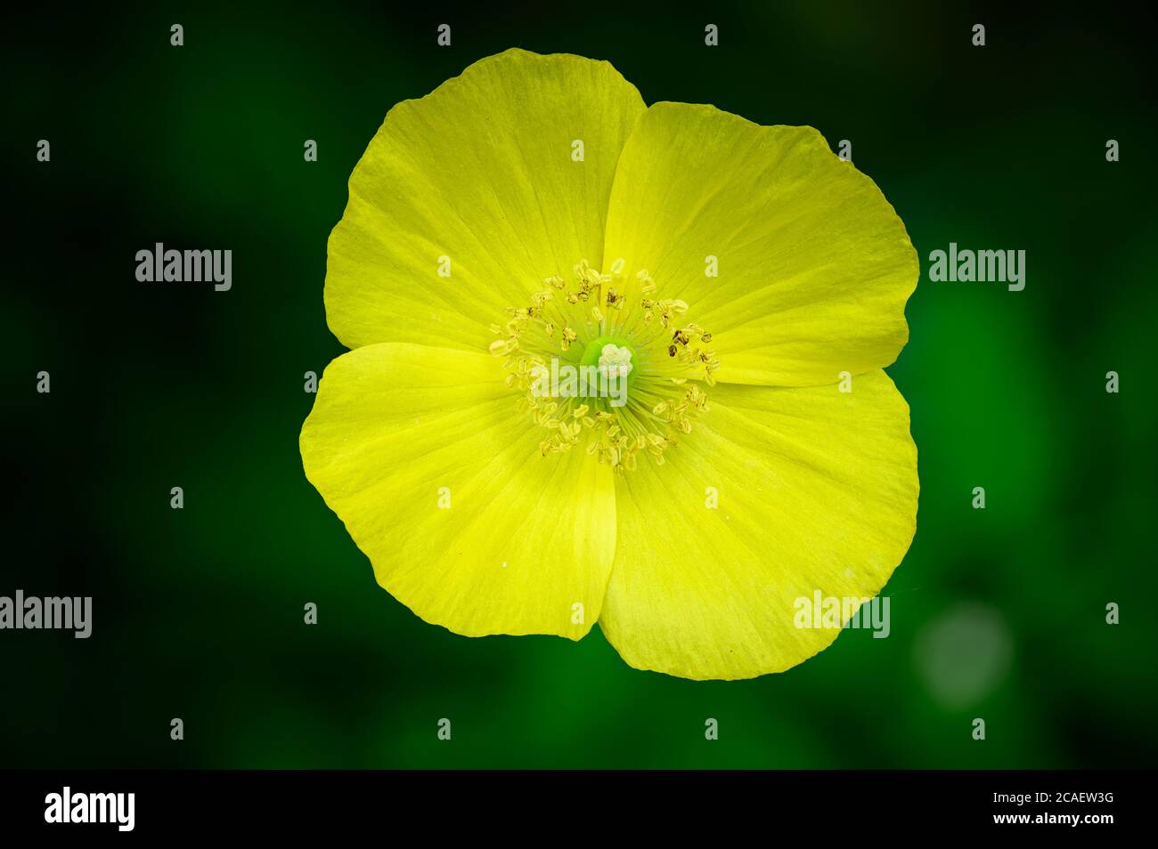 Poppy lawns hi-res stock photography and images - Alamy
