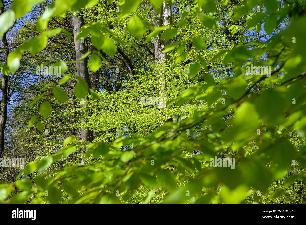 Worsley forest hi-res stock photography and images - Alamy